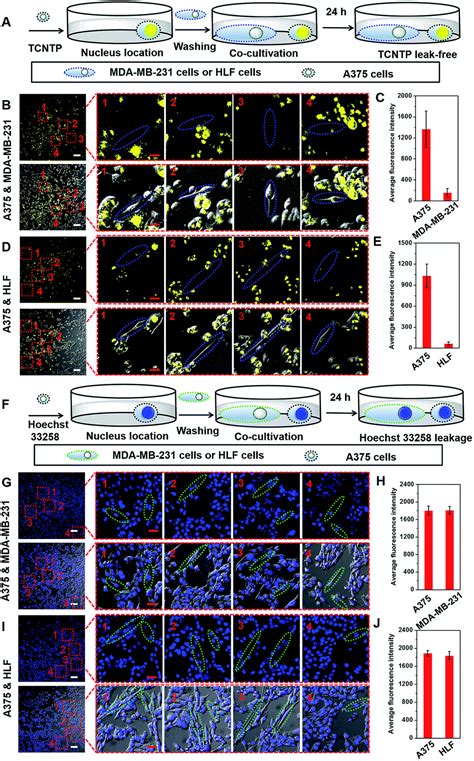 Dual Targeted Peptide Conjugated Multifunctional Fluorescent Probe With Aiegen For Efficient