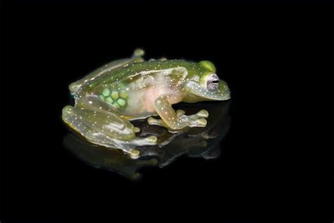 12 Fun Glass Frog Facts Fact Animal