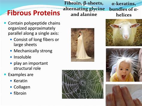 Ppt Exploring Protein Structure And Conformation Powerpoint Presentation Id9691696