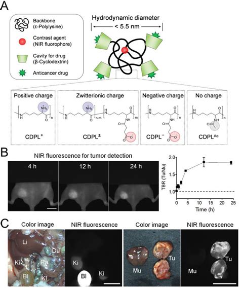 Nir Fluorescence Imaging With Light Responsive Nps Polymeric Nps Show Download Scientific