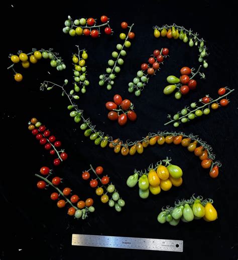Yasin Topcu On Linkedin Six Genes That Control Tomato Fruit Shape Have Been Cloned Globe Fs8 1…