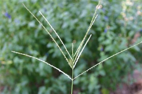 Crabgrass Identification And Control Walter Reeves The Georgia Gardener