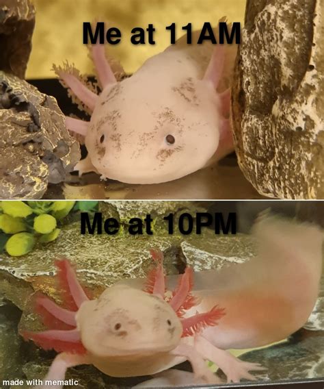 Pancake Memes I Made Bc I Had Literally Nothing To Do Raxolotls