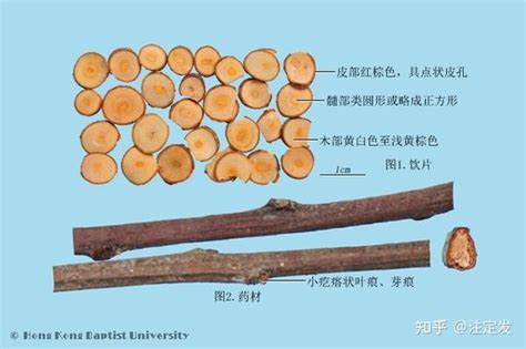 中药学桂枝发汗解肌温通经脉助阳化气平冲降气用于风寒感冒脘腹冷痛血寒经闭关节痹痛痰饮水肿心悸奔豚 知乎