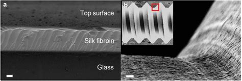 A Sem Image Showing The Cross‐section Of Deposited Silk‐fibroin On
