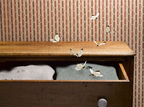 Identify 8 Insects That Eat Holes In Clothes