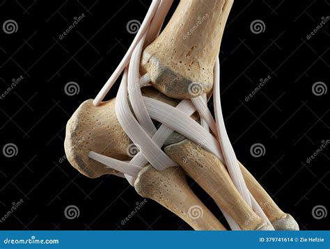 Detailed Anatomy Of Human Ankle And Foot Bones Ligaments Tendons