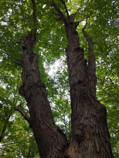 Walking The Line Boundary Trees Fence Posts