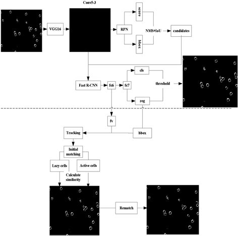 Multi Feature Fusion Based Cancer Cell Tracking Method Eureka Patsnap