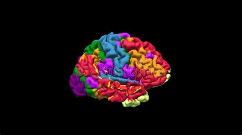 3d Animation Of Human Brain Neural Network Iridescent Stock Video Video Of Computer Anatomy