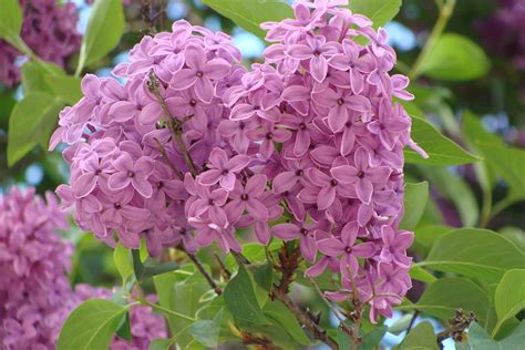 Виды Сирени Фото – Telegraph