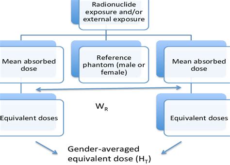 Schematic Illustration Of The Method Used To Calculate Effective Dose Download Scientific Diagram