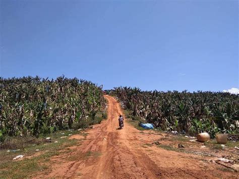 နန့်ဝါသစ်တော်ကြိုဝိုင်းကို ဒေသအစုအဖွဲ့ပိုင် Cf လျှောက်ရာတွင် အခက်အခဲ ဖ