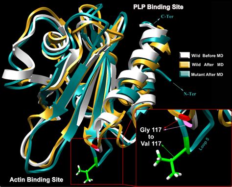 The Point Mutation Occurs In An Area Of The Profile Where The Loop 5