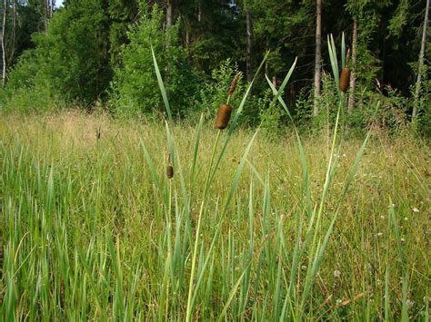 Broadleaf Cattail From Всеволожский р н Ленинградская обл Россия On July 9 2013 At 08 45 Am