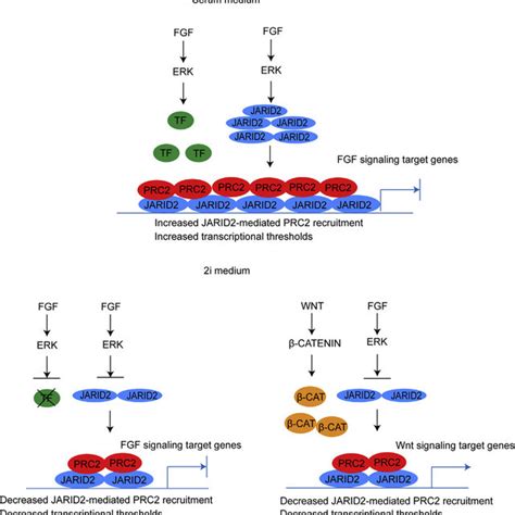 Proposed Model Cell Signaling Coordinates Prc2 Recruitment And