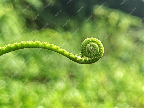 Premium Photo Tendri