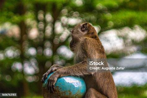 게를 먹는 원숭이의 뒷모습이 지구처럼 보이는 파란색 레일 볼을 들고 있는 모습 왓 탐 세우아 호랑이 동굴 사원 태국 원숭이 영장류의 황야 세계를 잡고 있는 아틀라스 0명에