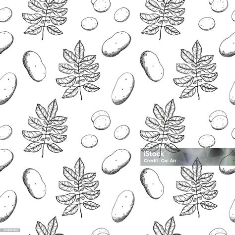 감자 벡터 완벽 한 패턴 감자 식물 과일 잎 더미 전체 야채 얇게 썬 조각과 손으로 그린 새겨진 음식 배경 그려진 스케치 스타일 장식 건강한 생활방식에 대한 스톡 벡터 아트