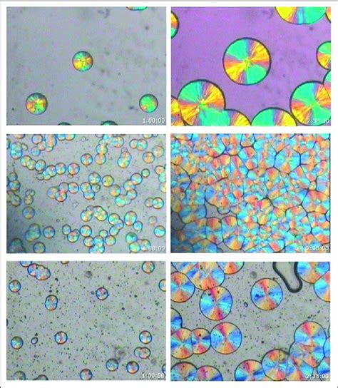 PLM Photomicrographs Of Neat IPP Top IPP Wt BSP Middle And IPP Download Scientific