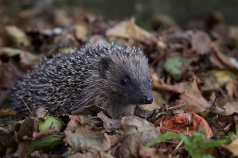When Do Hedgehogs Start Hibernating Prickles And Paws Hedgehog Rescue Newquay — Prickles
