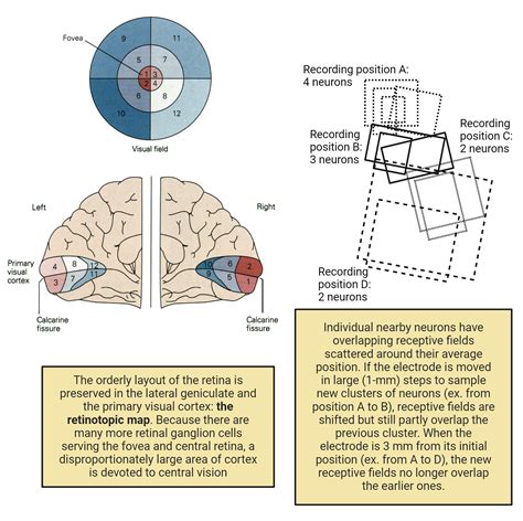6 5 The Thalamus And Primary Visual Cortex Social Sci Libretexts