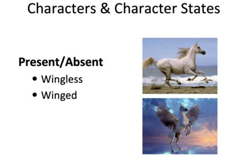 Tree Thinking Quiz Flashcards Quizlet