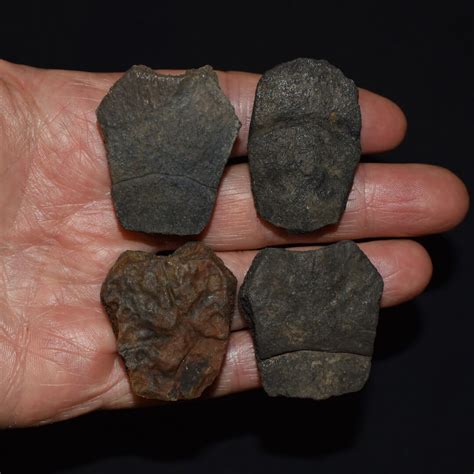 Set Of Four Fossilized Turtle Shell Elements Top Shell Pieces Miocene