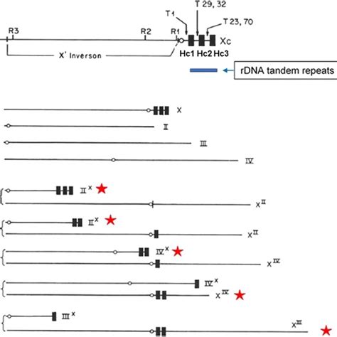 Sex Is Determined By The Mother In Bradysia Sciara Coprophila Where Download Scientific