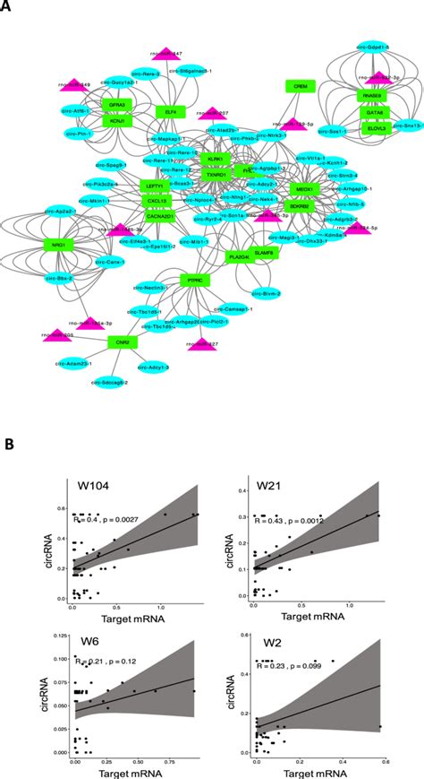 Circular Rnas Are Temporospatially Regulated Throughout Development And Ageing In The Rat