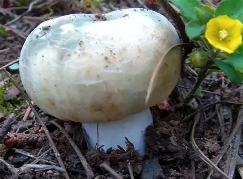 大理味道野生菌 知乎