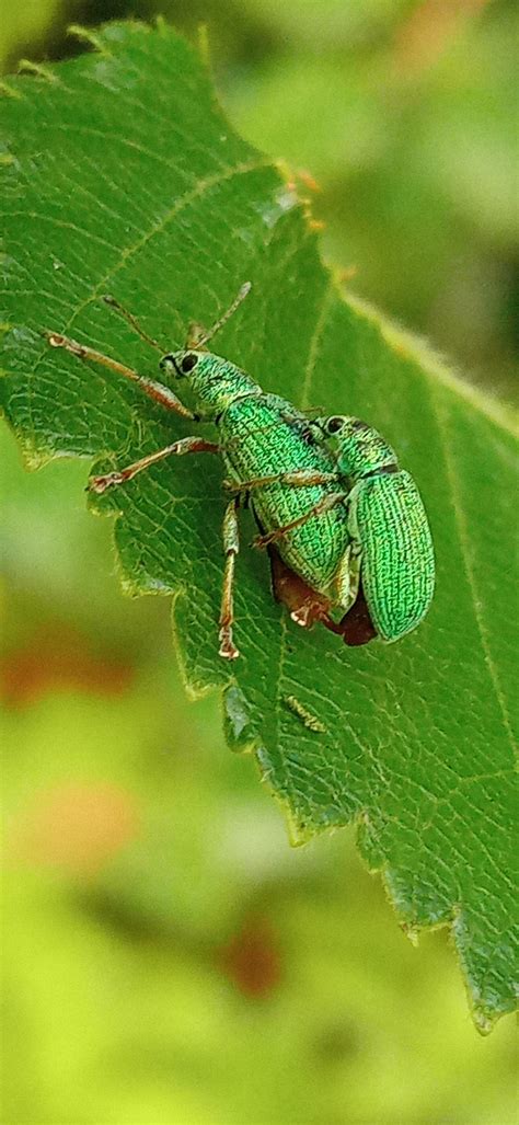 Leaf Weevils Having Sex R Weeviltime