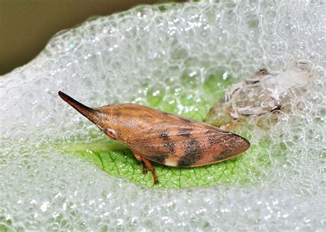 Spittlebug Philagra Parva Aphrophoridae