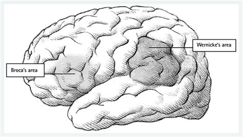1 Left Hemisphere With Brocas Area In The Premotor Cortex And Download Scientific Diagram