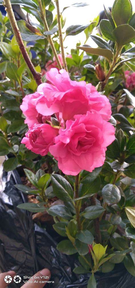 Bunga Azalea Tumpuk Bibit Tanaman Azalea Pink Lazada Indonesia