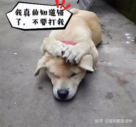 为什么狗狗被打后不还手不外乎这6种原因 知乎