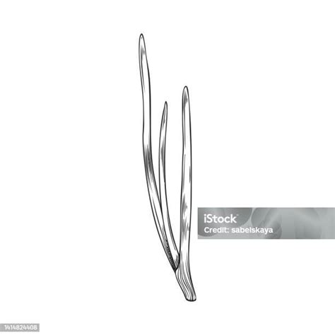 가리비 또는 봄 양파 흰색 배경에 고립 된 흑백 스케치 벡터 일러스트레이션 고풍스런에 대한 스톡 벡터 아트 및 기타 이미지 고풍스런 그리기 날것 Istock