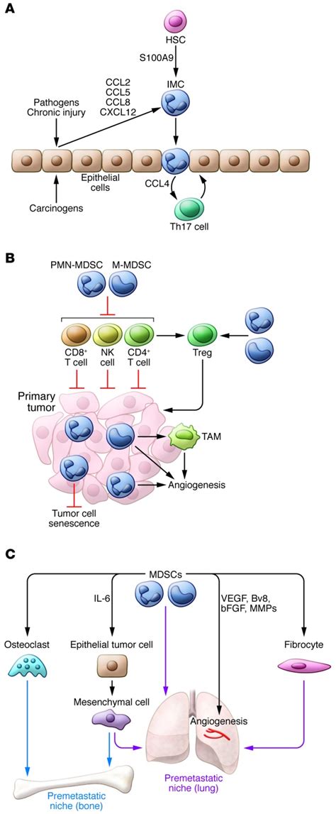 Myeloid Derived Suppressor Cells In The Tumor Microenvironment Expect The Unexpected Pmc