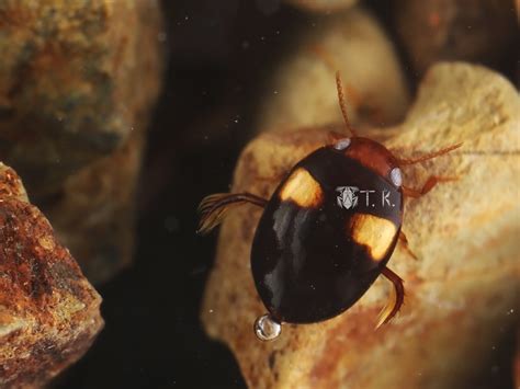 フタキボシケシゲンゴロウ 精霊の庵 無名の絶滅危惧昆虫
