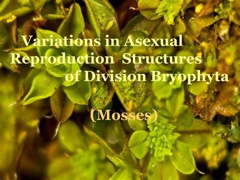 Structural Variations In Reproductive Structures Of Division Bryophyta
