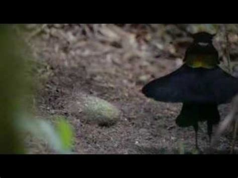 Erotic Evolution Birds Of Paradise Larval Subjects