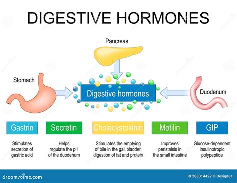 Digestive Hormones