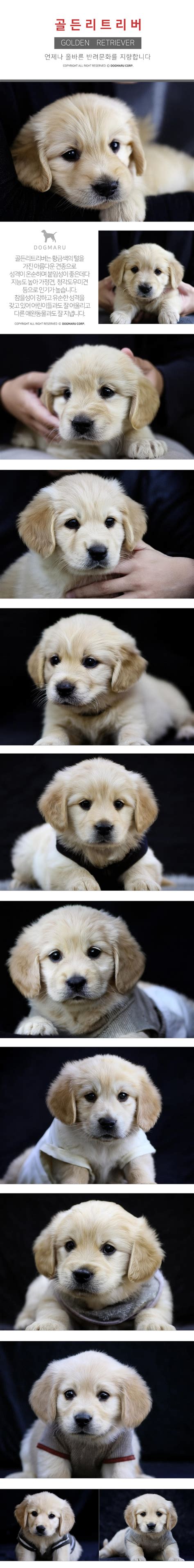 골든리트리버 분양 강아지분양 도그마루 대형견 골든리트리버
