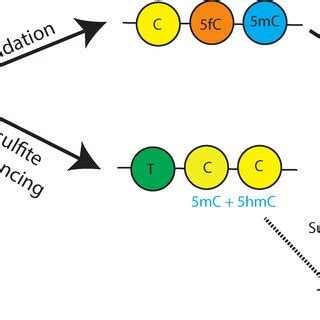 During Bisulfite Sequencing BS Seq Unmodified Cytosines C Are Read Download Scientific