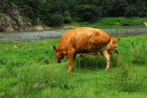 들에서 풀 뜯어먹는 그 옛날 소가 그립다 오마이뉴스