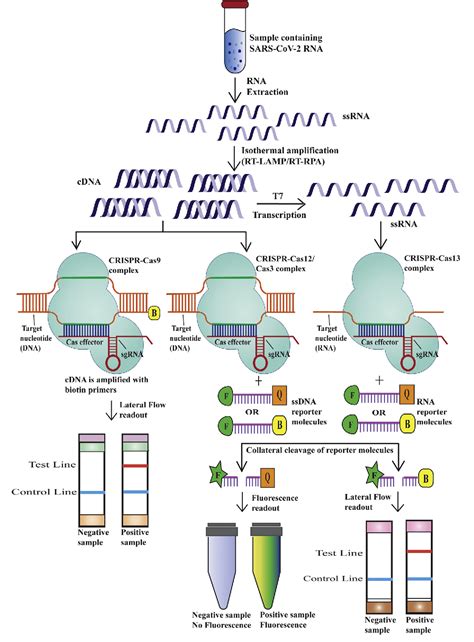 Chapter 1 Application Of Crispr Based Diagnostic Tools In Detecting Sars Cov 2 Infection