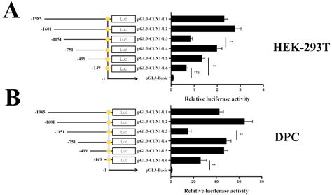 Association Between Dna Methylation In The Core Promoter Region Of The Cut Like Homeobox 1 Cux1