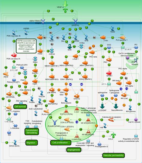 Development Vegf Signaling Via Vegfr2 Generic Cascades Pathway Map