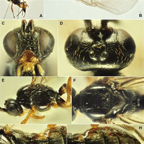 List Of Records Of Habrobracon And Bracon Spp On Lobesia Botrana Download Scientific Diagram