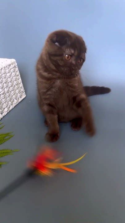 Шотландский котенок девочка Korall скоттиш фолд вислоухая Окрас шоколадный дымчатый Sfs